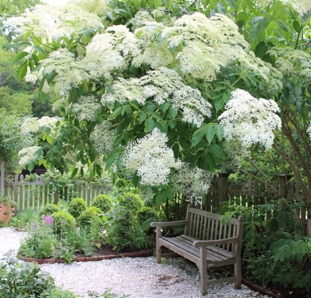 American Elderberry - Heritage Museums & Gardens