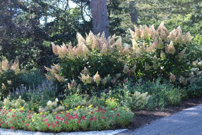 Hydrangea Festival - Heritage Museums & Gardens